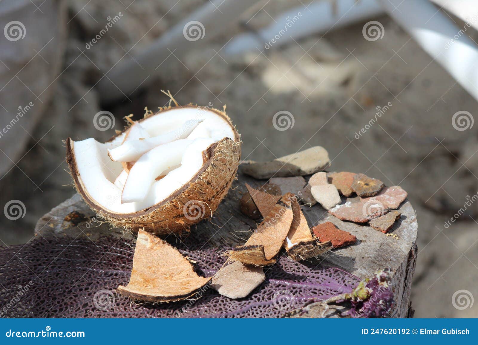 Coconut Fruit with Hard Shell Stock Photo - Image of food, swallow ...