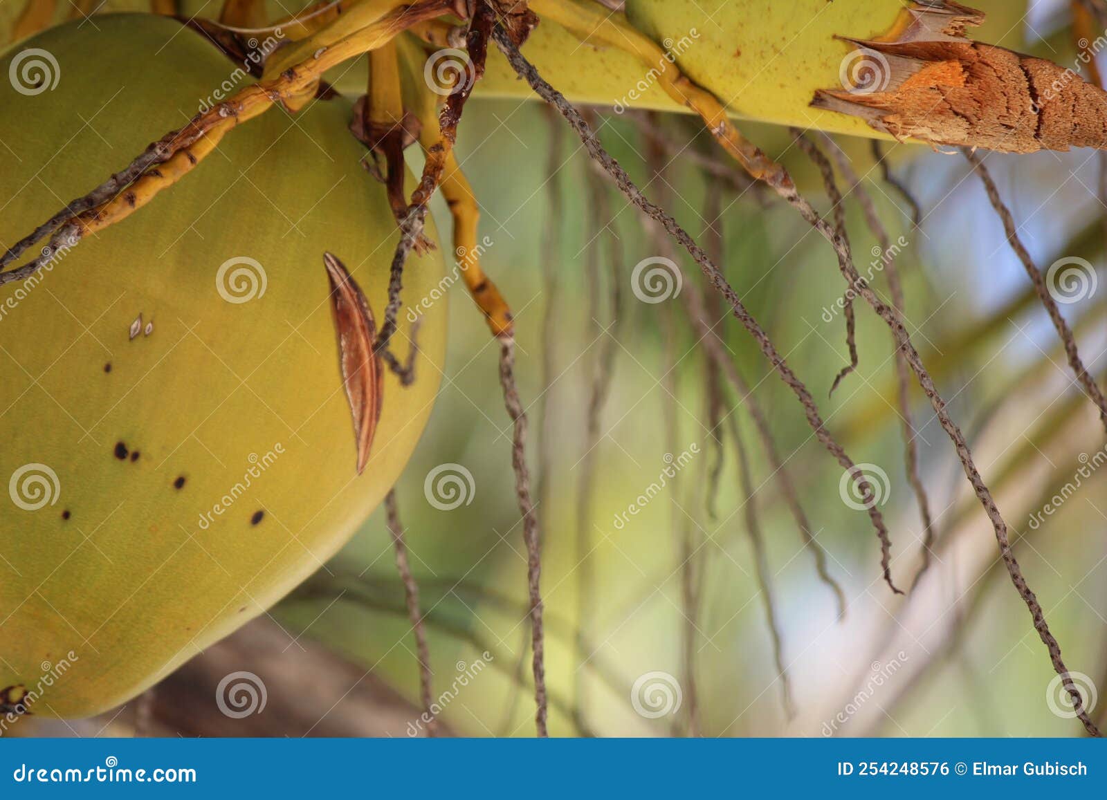 Coconut Fruit with Hard Shell Stock Photo - Image of consume, chain ...