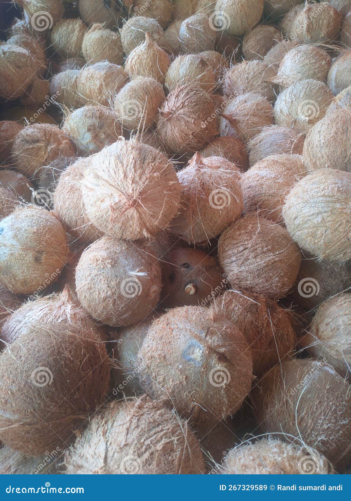 Coconut Fruit that Has Been Finished in the Coir Stripping Process ...