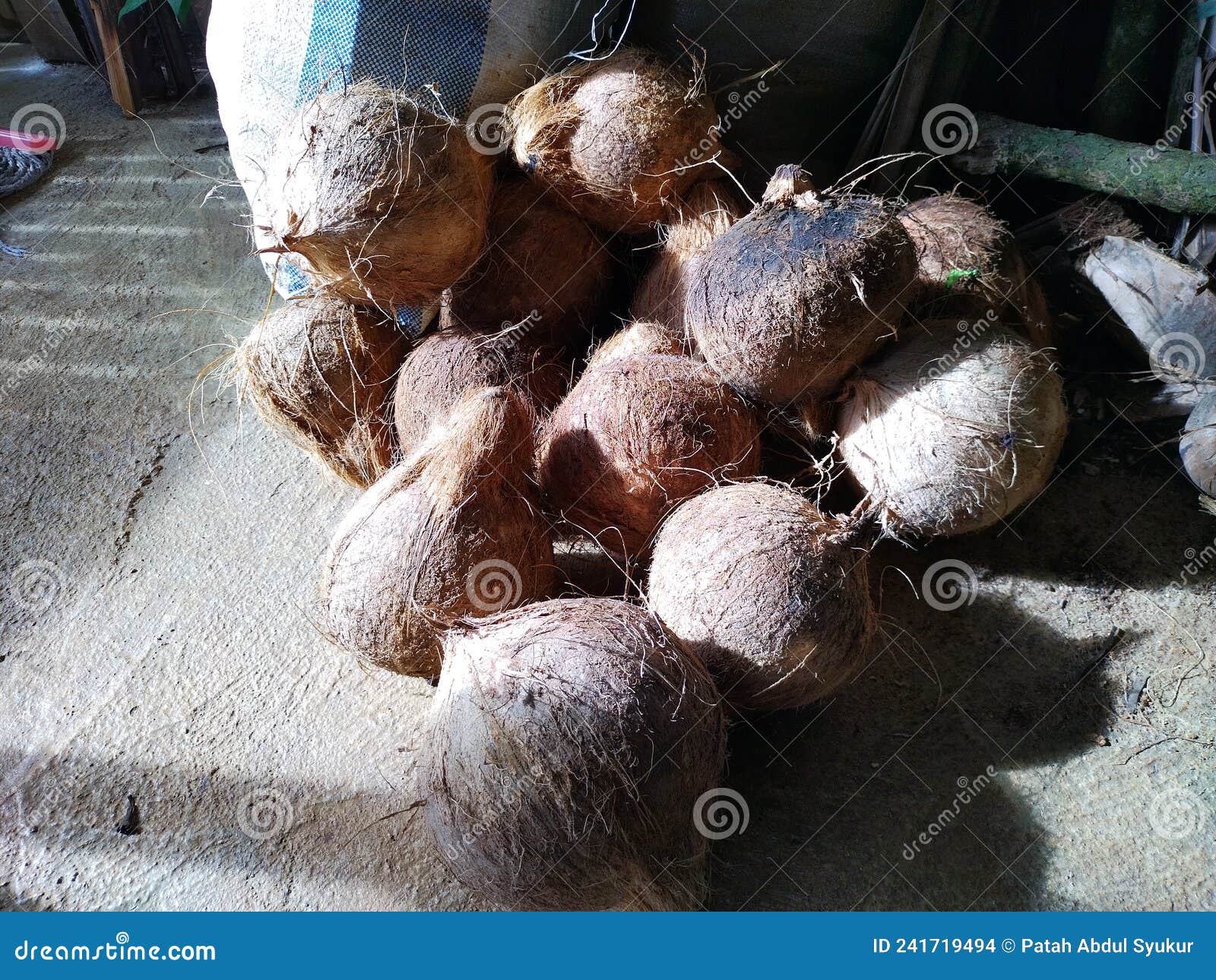 Coconut Fruit on Light stock photo. Image of coconut - 241719494