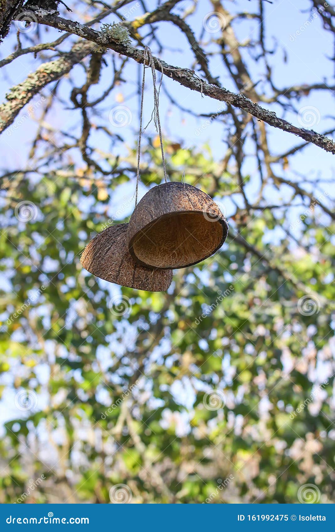 Coconut Fruit Shell Hanging on a Tree Branch. Simple Authentical Decor ...