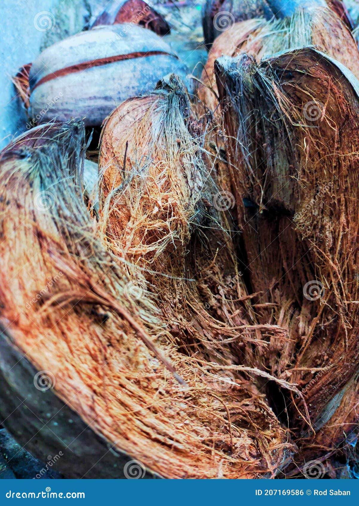 Coconut fruit skin stock photo. Image of skin, plant - 207169586