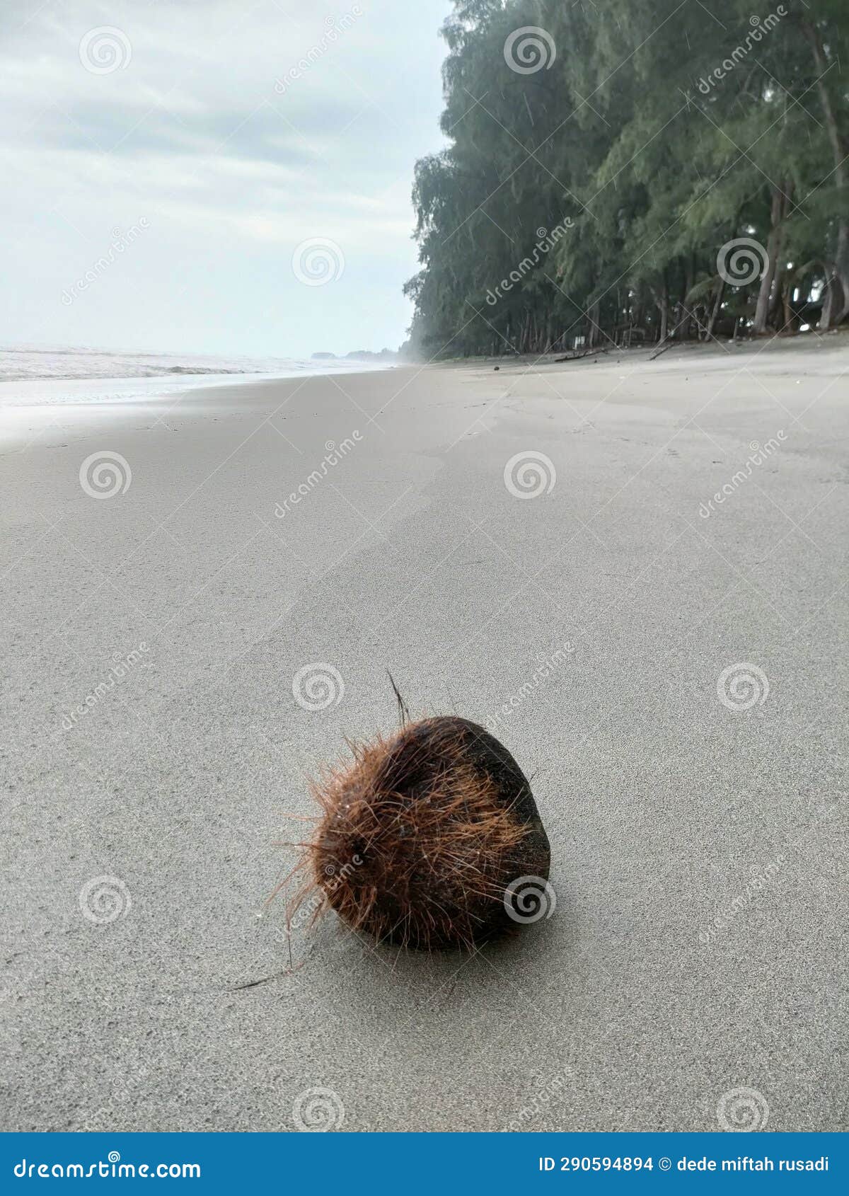 Coconut Fruit Stranded on the Sand on the Beach Stock Photo - Image of ...