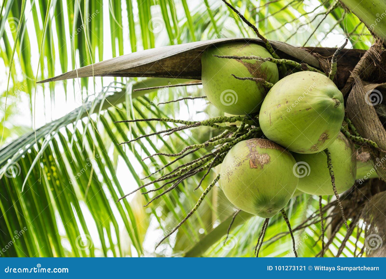 Coconut Fruit on Coconut Tree Stock Image - Image of green, healthy ...