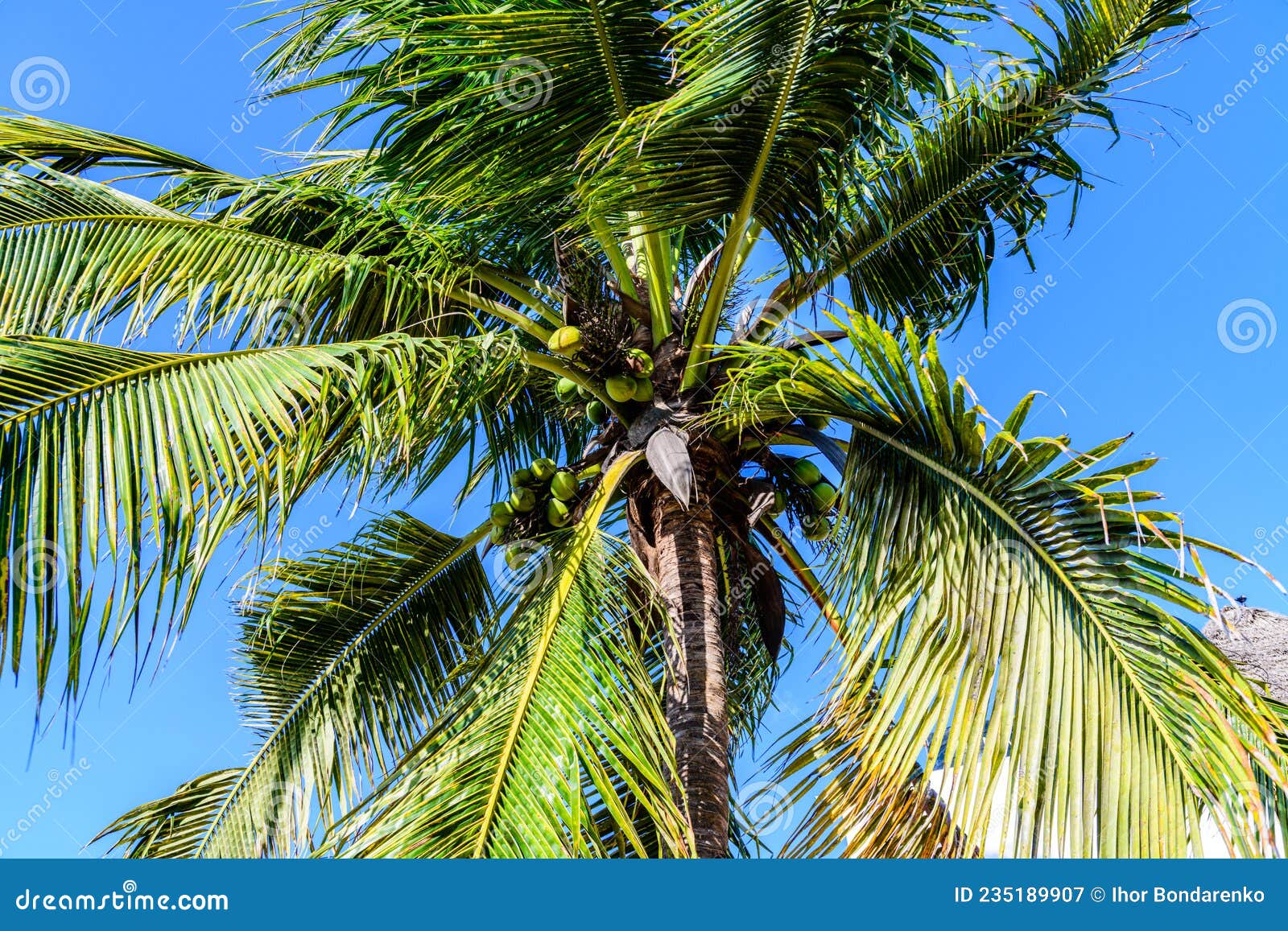 Coconut Fruits on a Coconut Palm Tree. Tropical Vegetation Stock Image ...