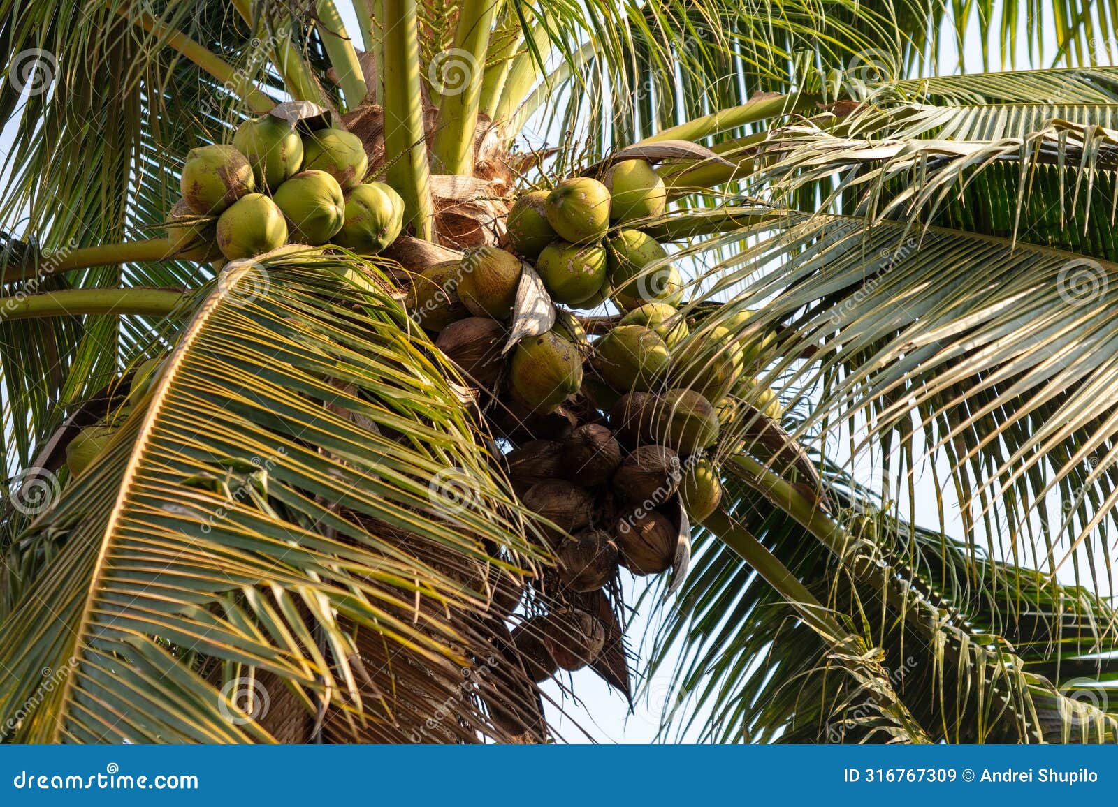 Coconut Fruits on a Palm Tree in the Tropics Stock Image - Image of ...