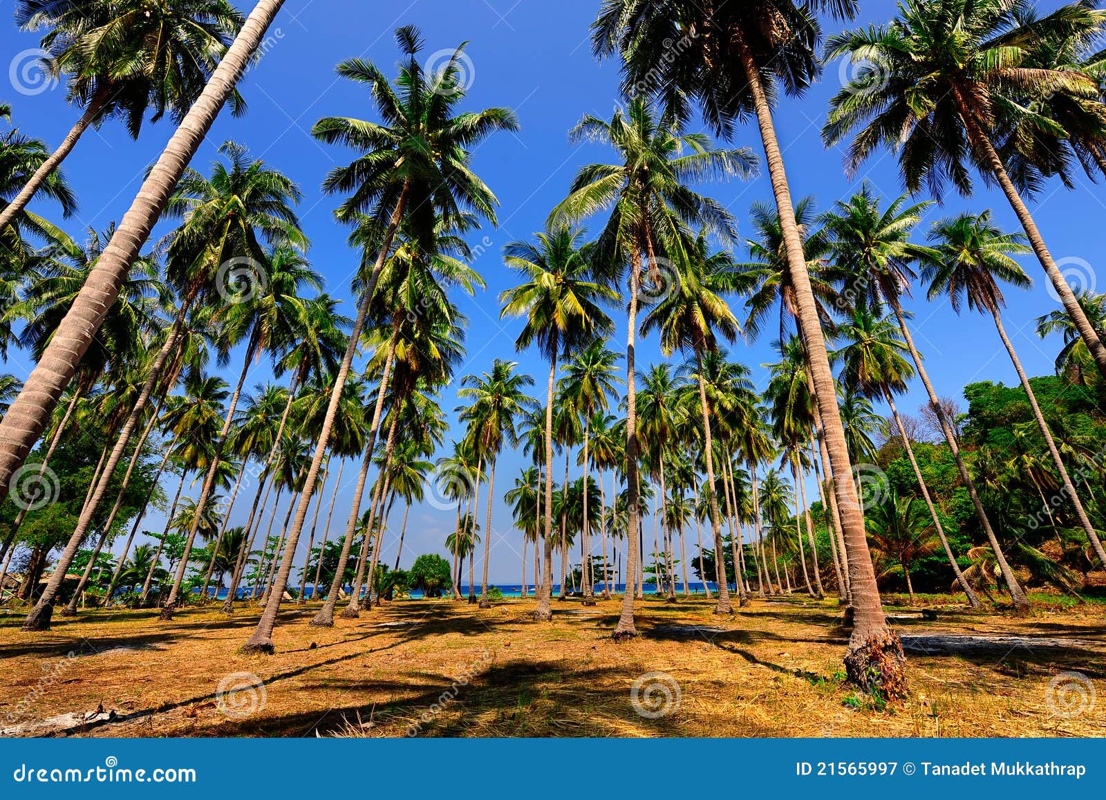 Coconut Garden Royalty Free Stock Photography - Image: 21565997