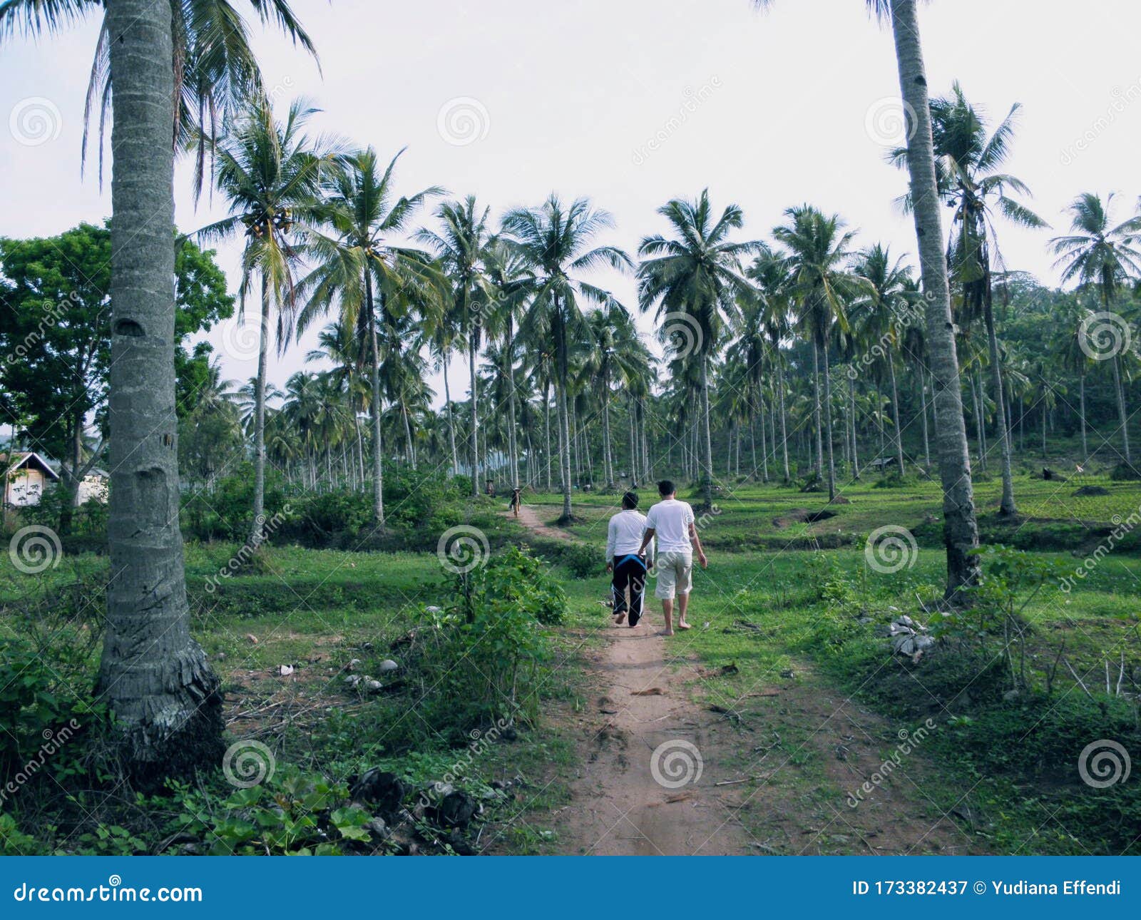 The Coconut Garden stock image. Image of indonesia, garden - 173382437
