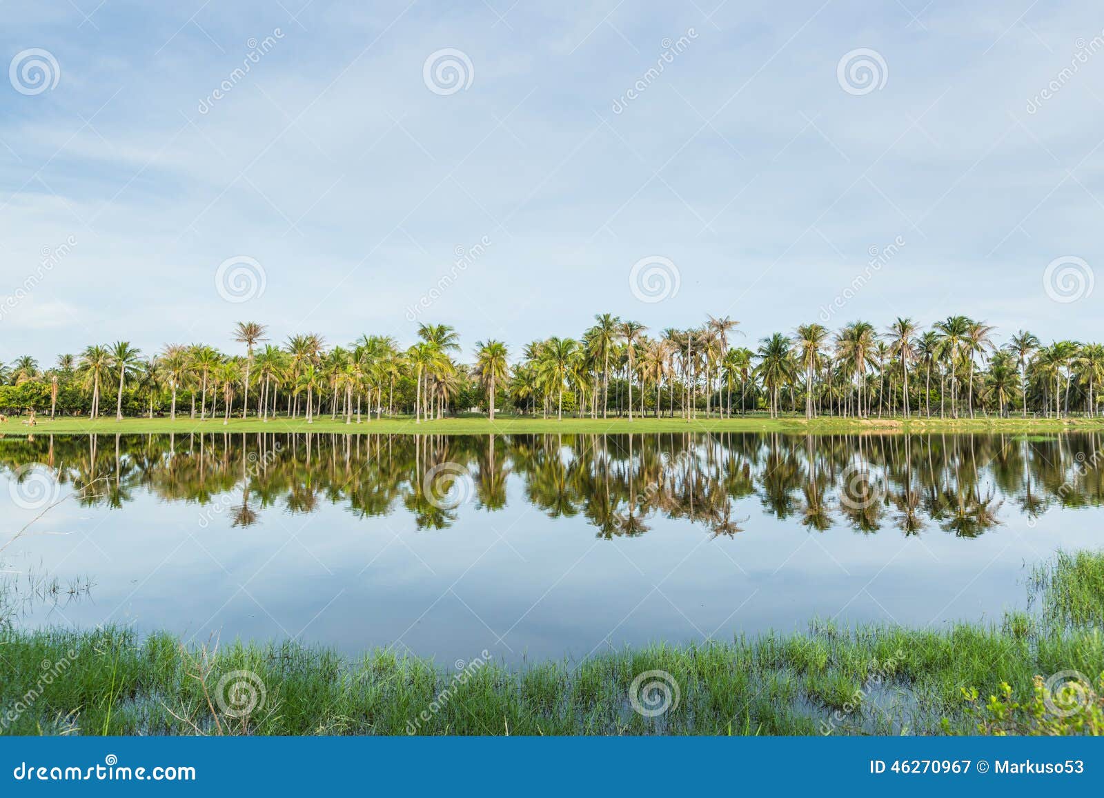 Coconut garden stock image. Image of pond, grass, lush - 46270967
