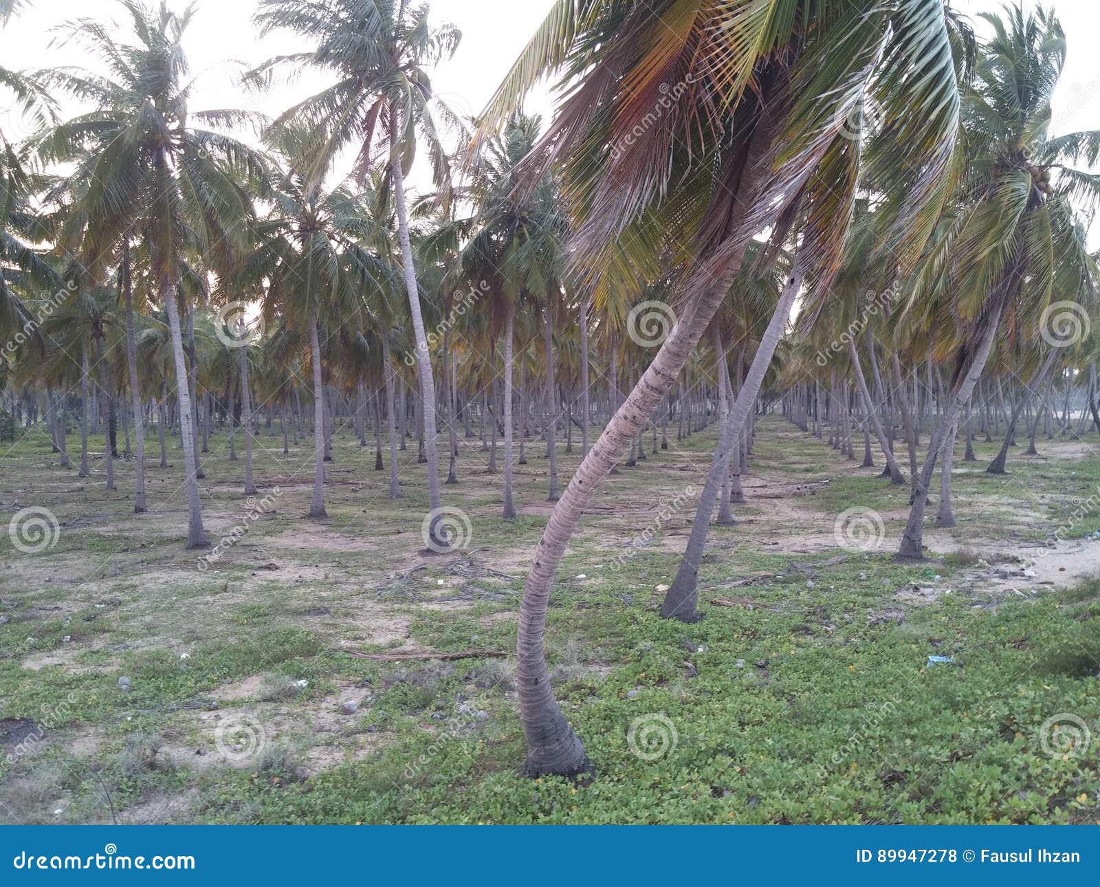 Coconut garden stock photo. Image of trees, garden, coconut - 89947278