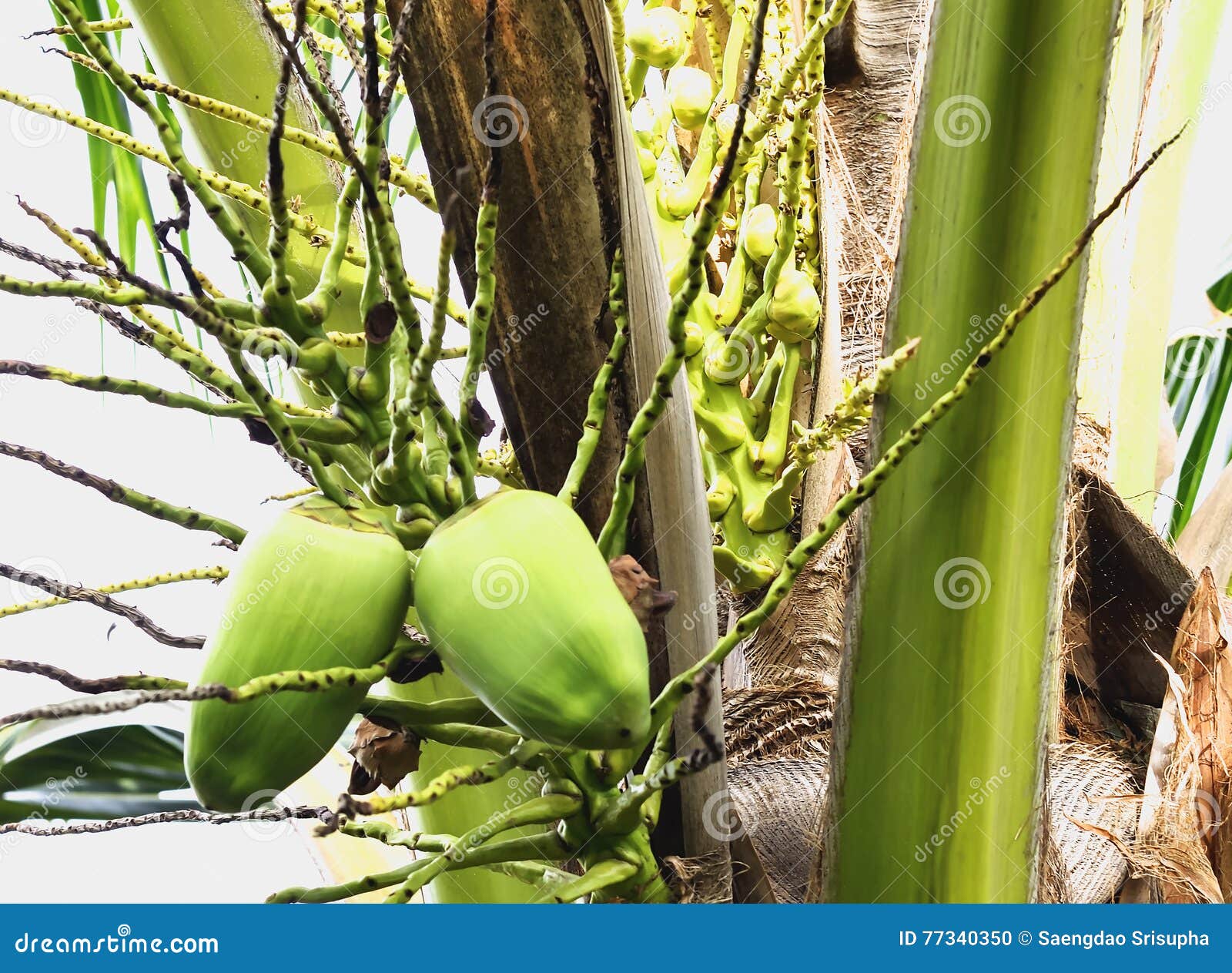 Coconut stock photo. Image of nature, coconut, palm, sand - 77340350