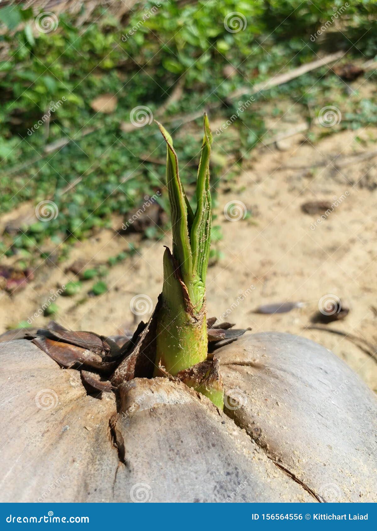 Coconut germinating stock photo. Image of plants, coconut - 156564556