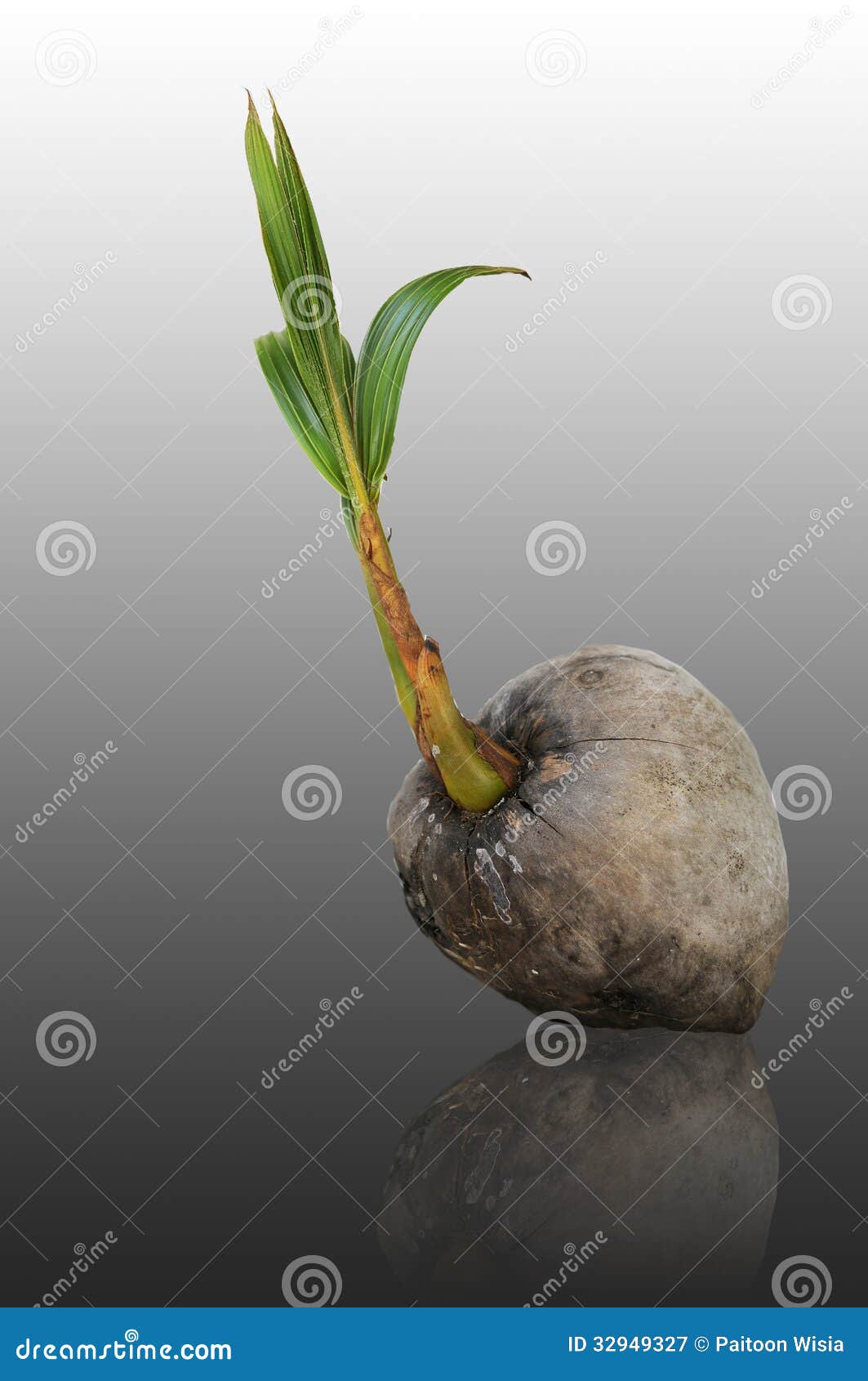 Coconut germination. stock image. Image of sprouting - 32949327