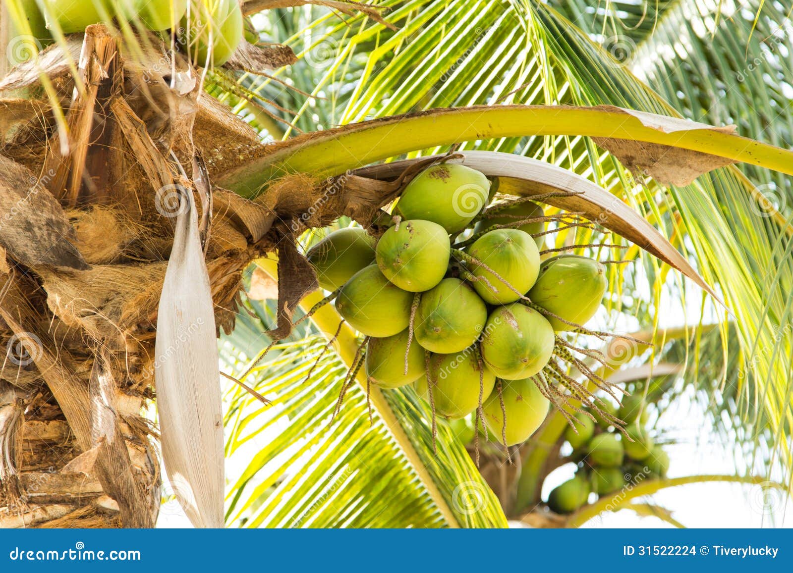 Coconut stock photo. Image of leaf, open, freshness, exotic - 31522224