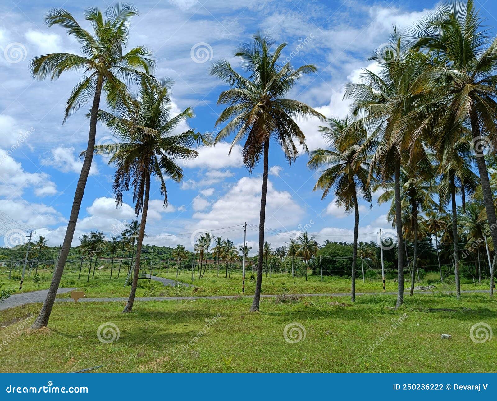 Coconut Groove stock photo. Image of plant, flower, plantation - 250236222