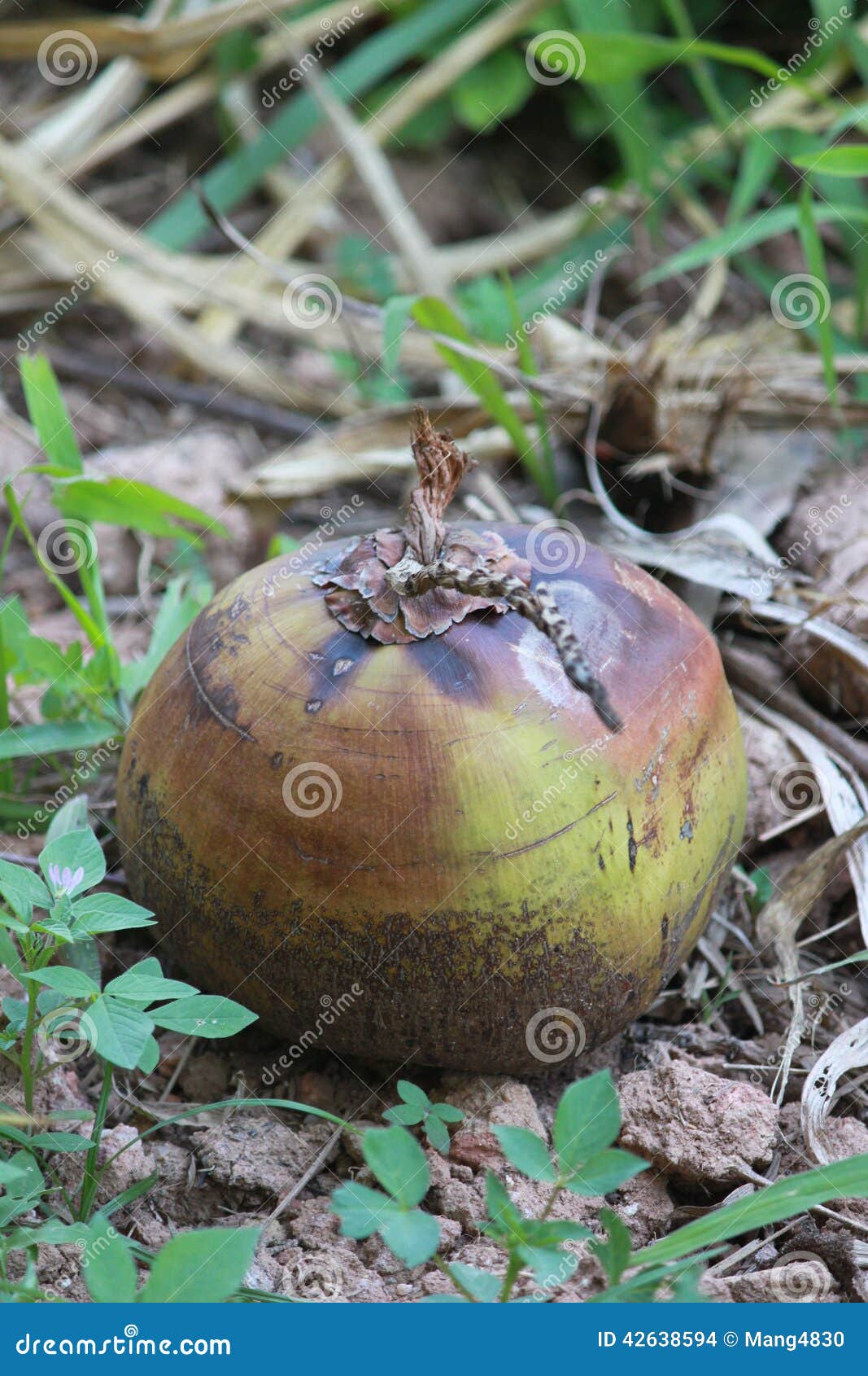 Coconut stock photo. Image of green, plane, ground, coconut - 42638594