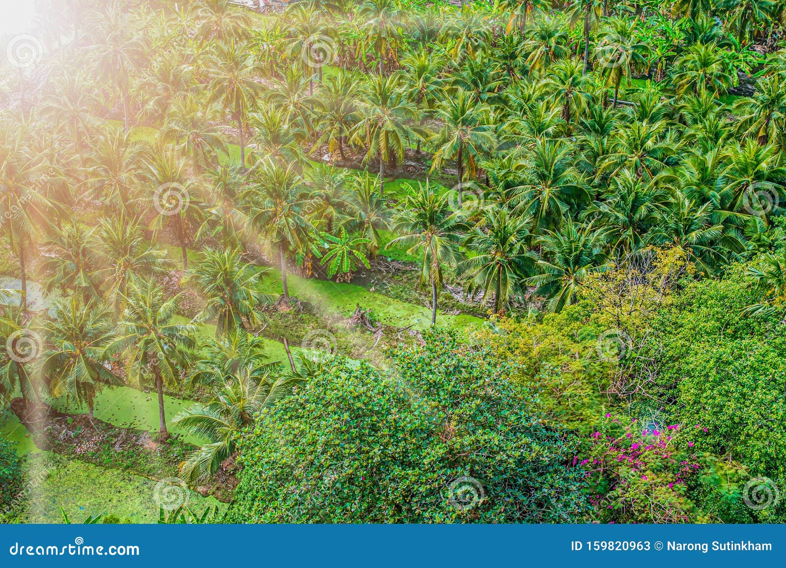 Coconut tree garden stock image. Image of beach, paradise - 159820963