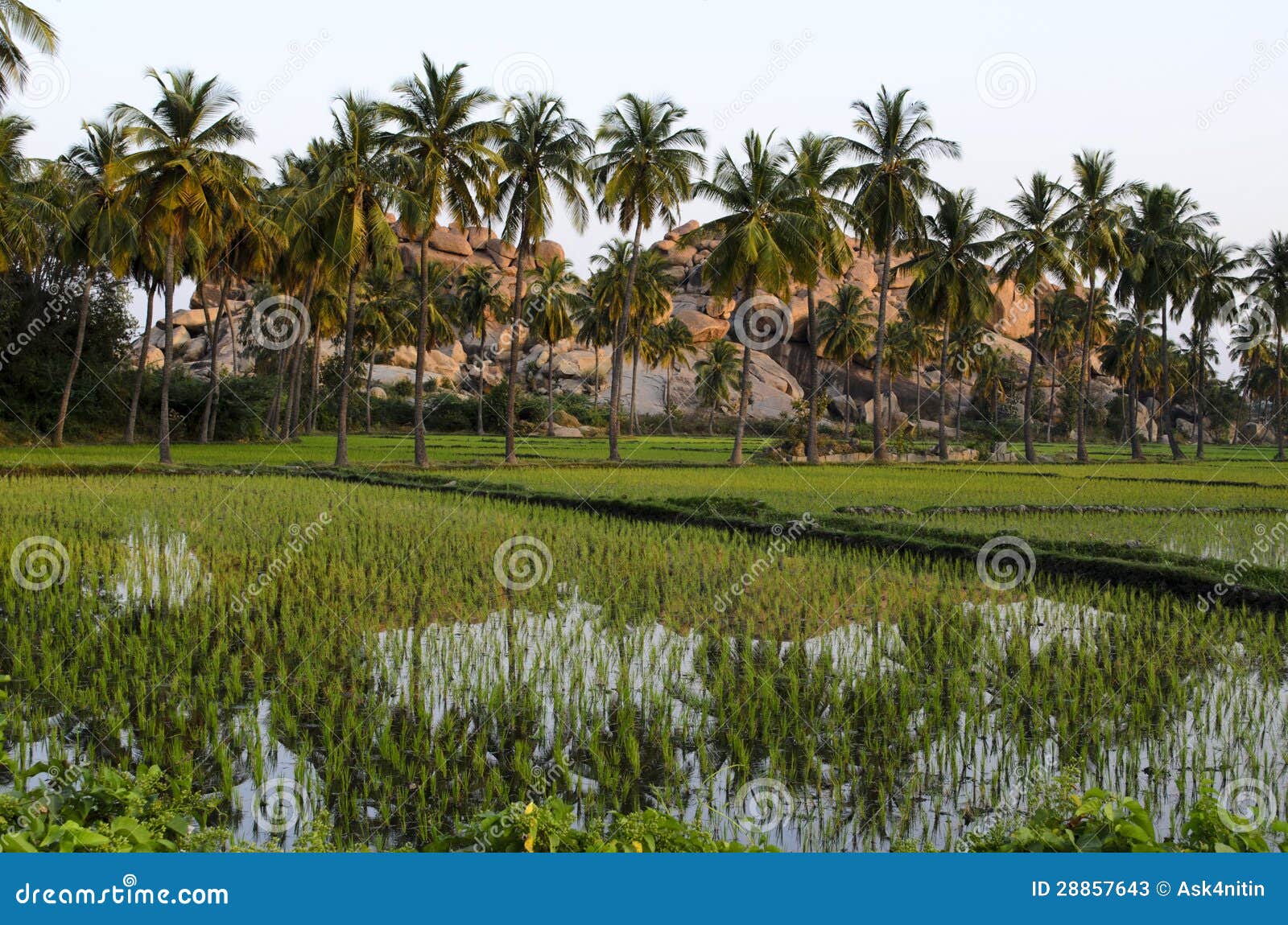 Coconut Groves & Paddy Fields Stock Image - Image of village, coconut ...