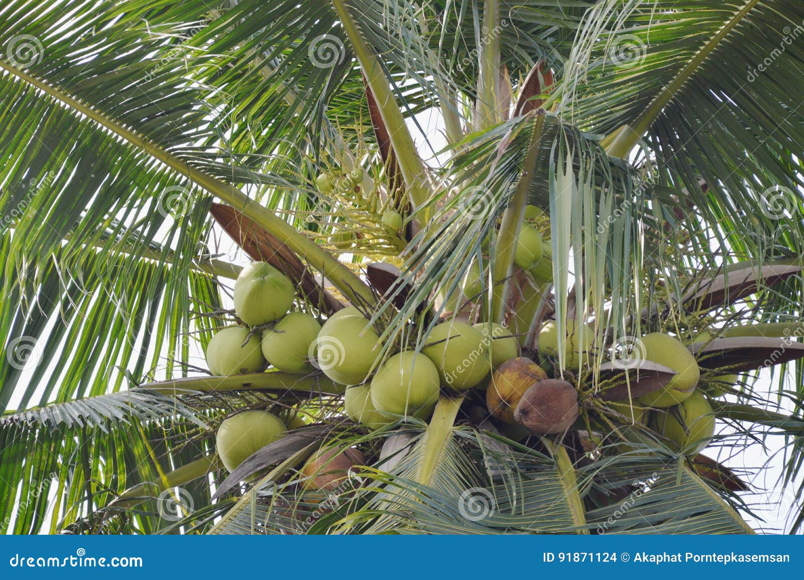 Coconut Growth on Tree Top in Farm Stock Photo - Image of green ...