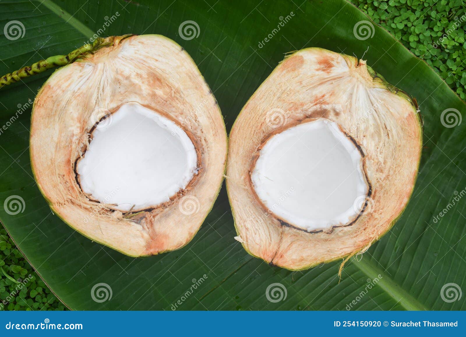 Coconut Half on Green Background Stock Photo - Image of exotic, open ...