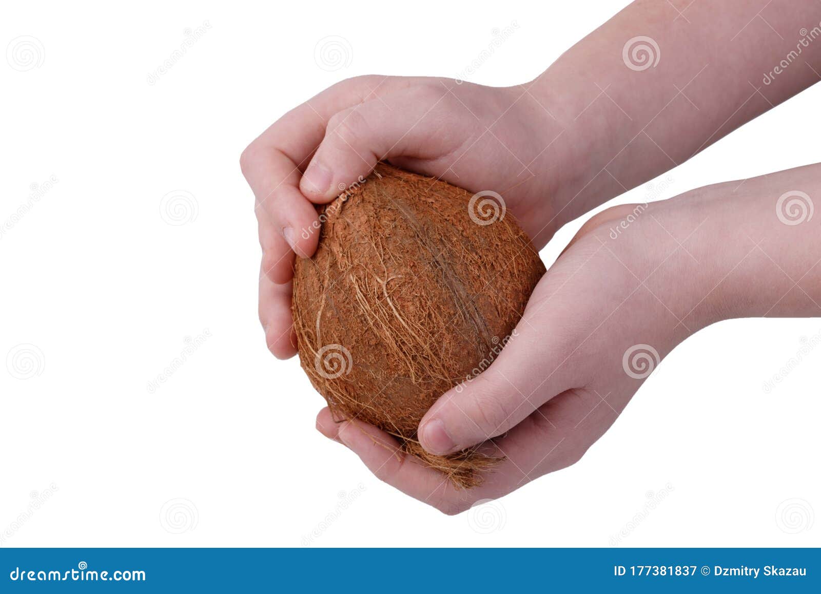 Coconut in the Hands of a Person Stock Image - Image of nutrition, hard ...