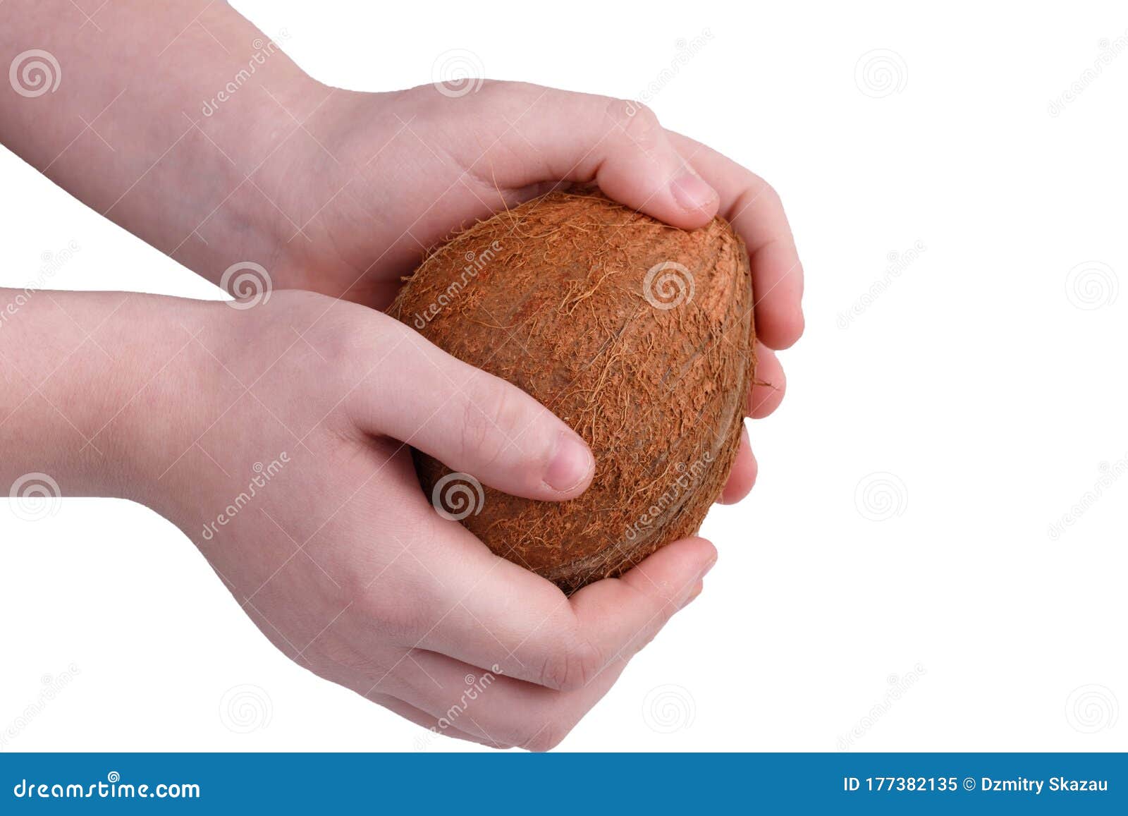 Coconut in the Hands of a Person Stock Image - Image of shell, hard ...