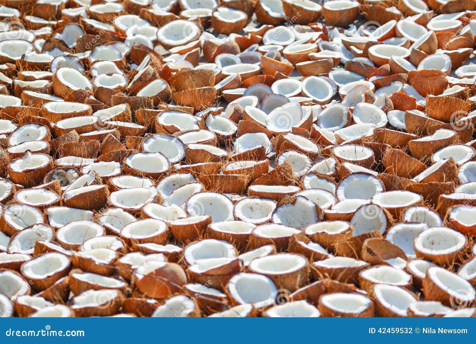 Coconut Harvest stock photo. Image of husk, coco, hollow - 42459532