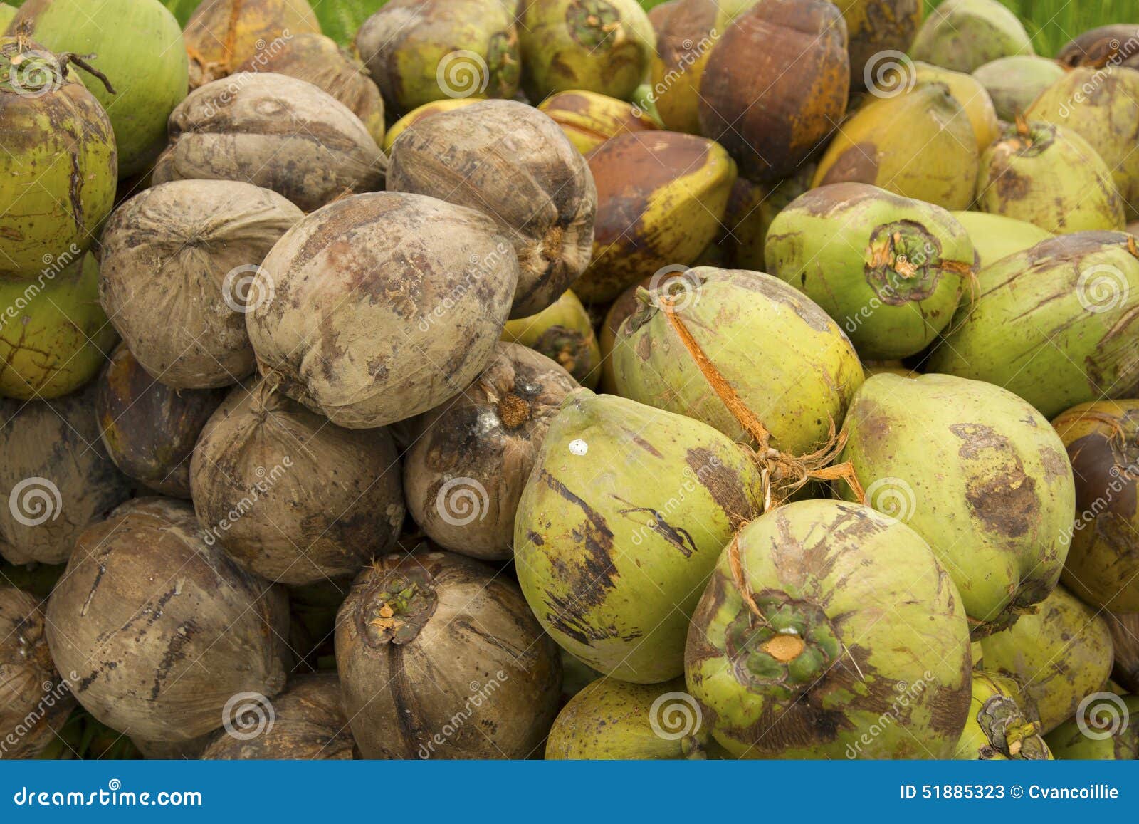 Coconut harvest stock image. Image of harvest, harvested - 51885323