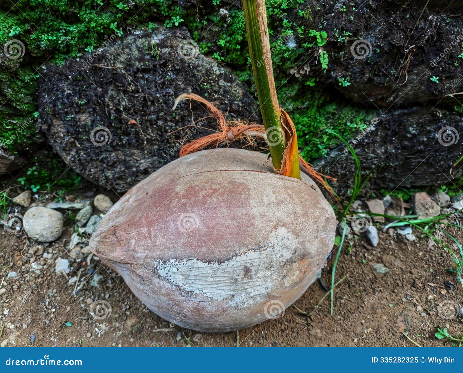 A Coconut that Has Sprouted with a Background of a Moss-covered Stone ...