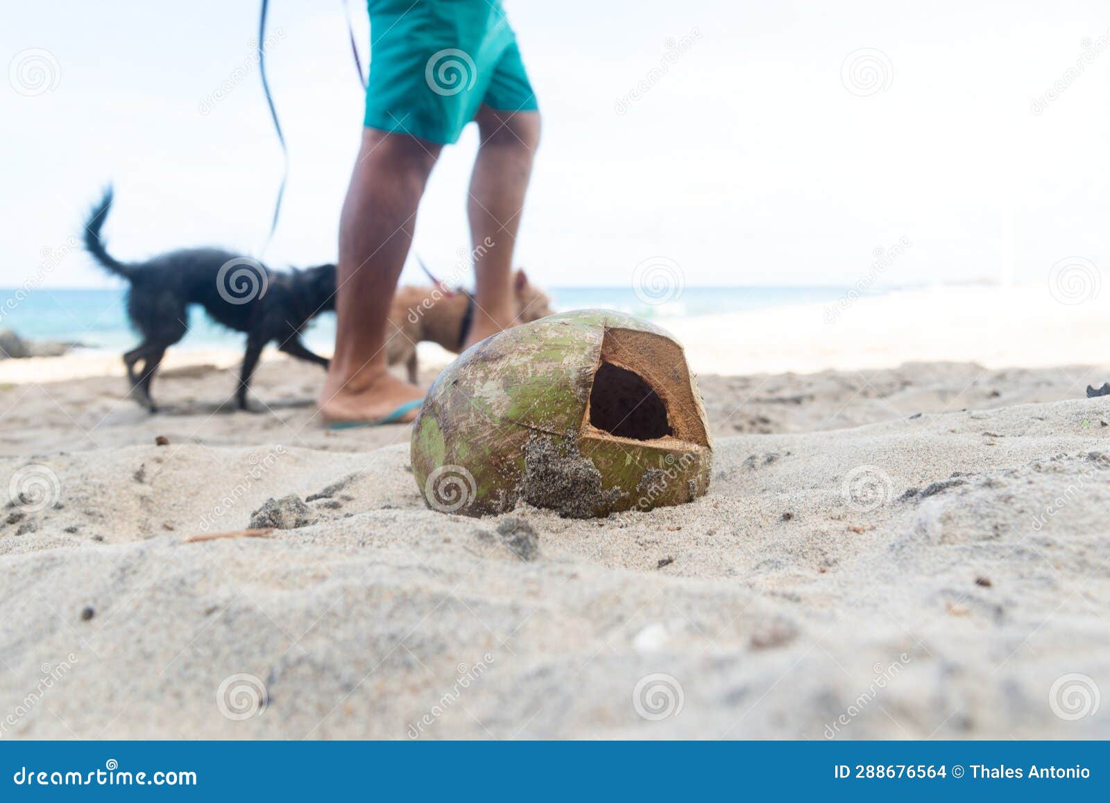 A Coconut with a Hole Thrown into the Sand on the Beach Stock Photo ...
