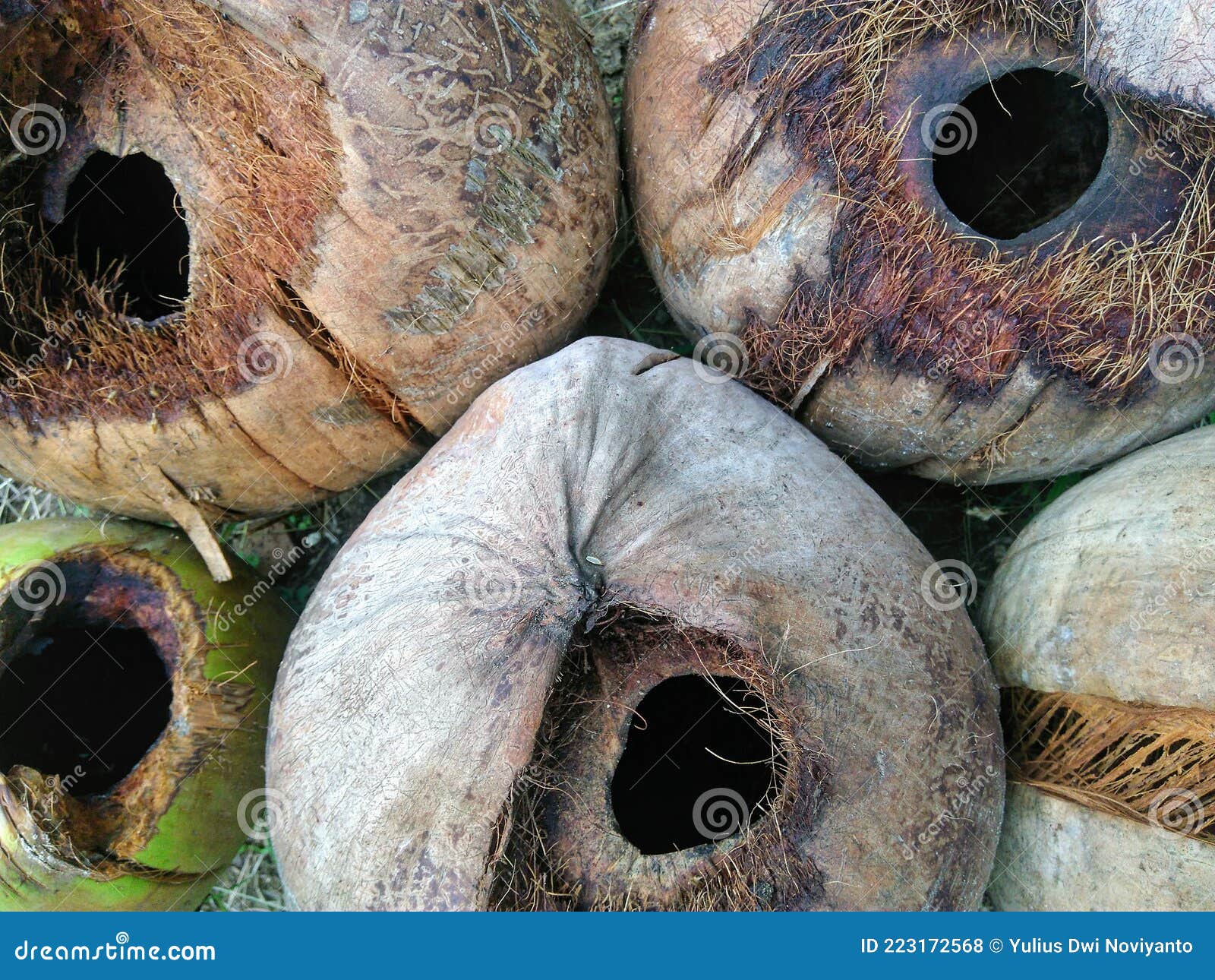 Coconut Hollowed Out by Squirrel Stock Photo - Image of rind, fruit ...