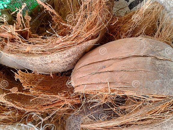 Coconut husk stock image. Image of nature, agriculture - 53497693