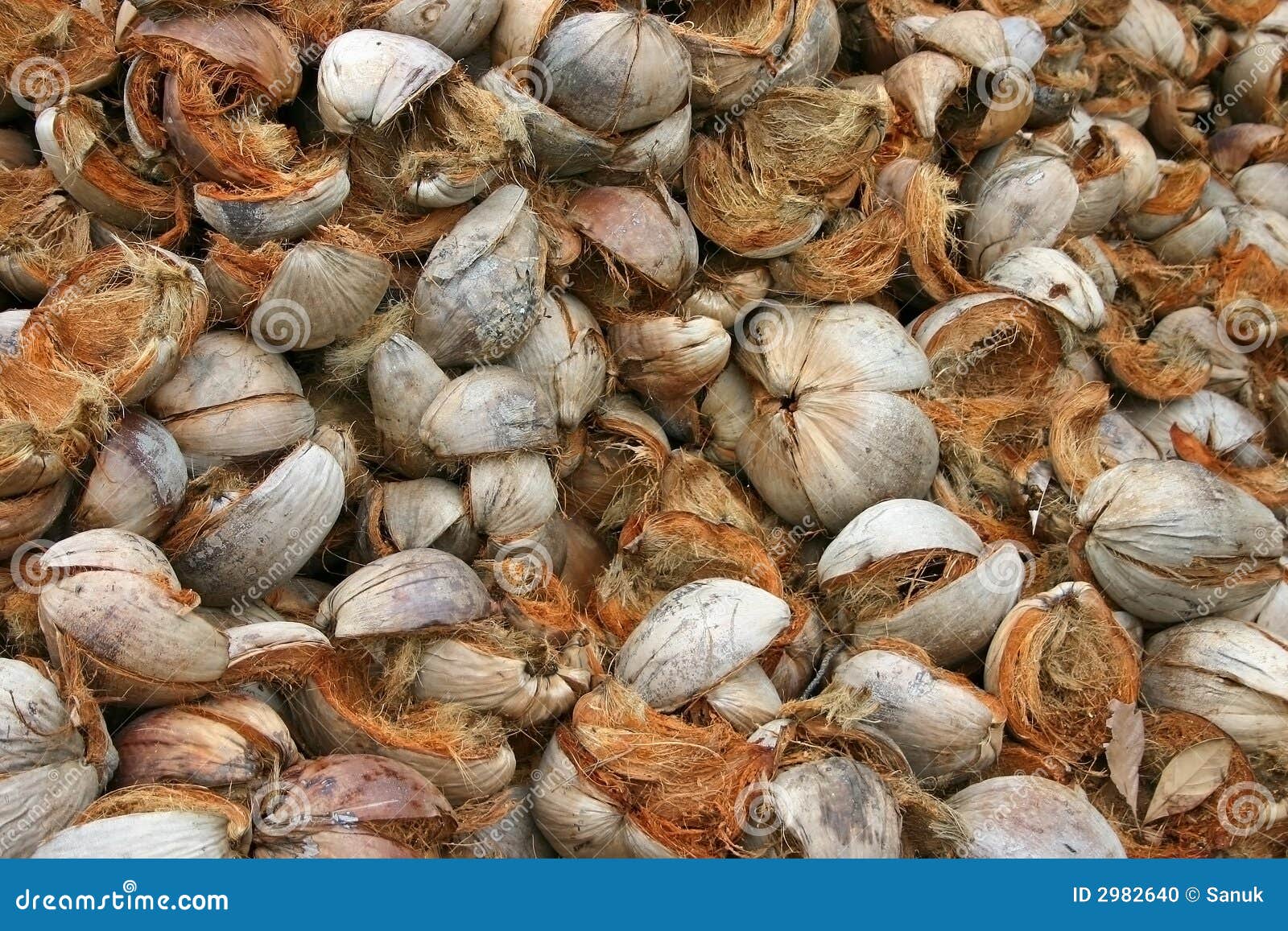 Coconut Husks stock photo. Image of pile, food, industry - 2982640