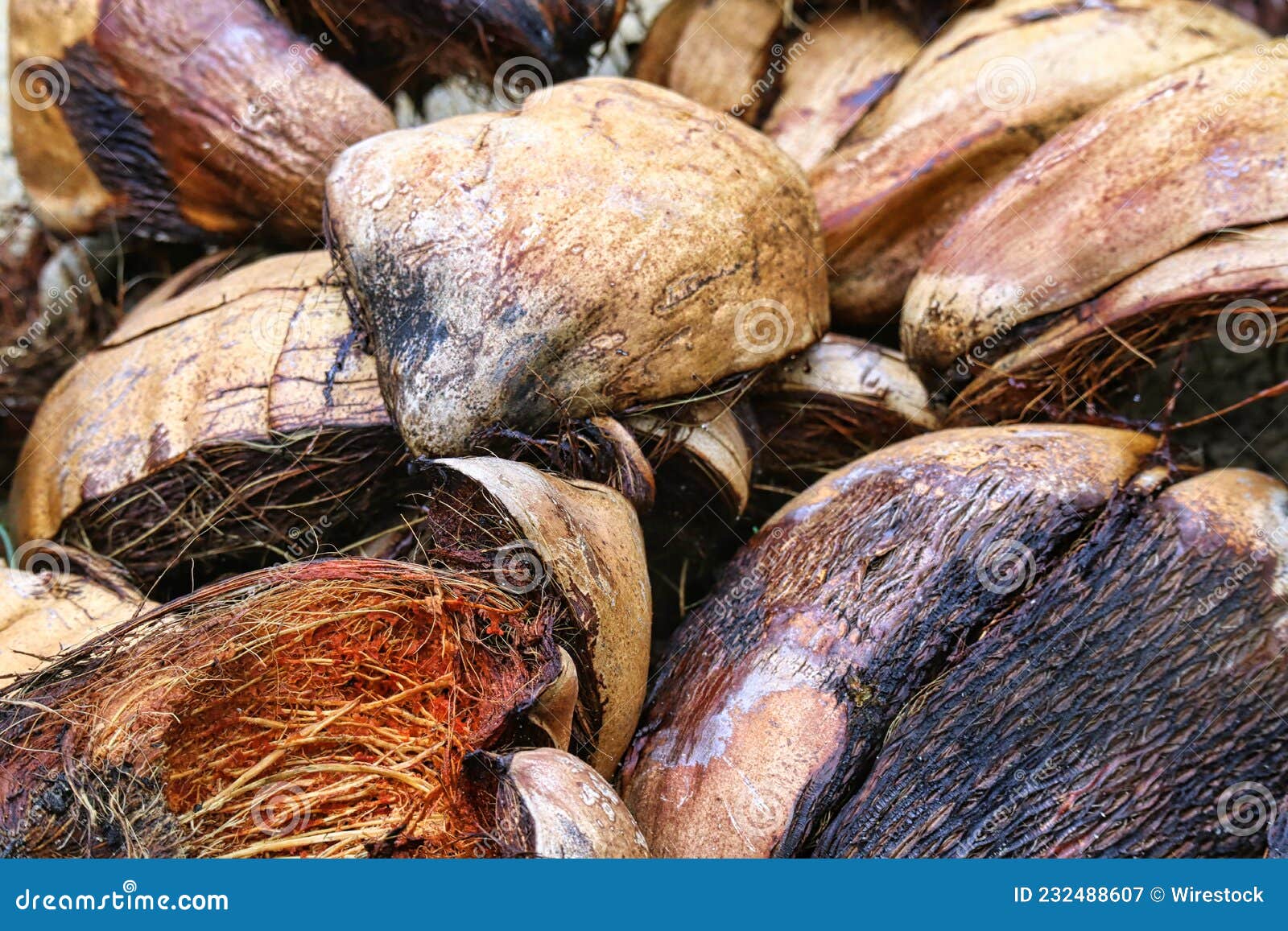 Coconut Husks Agricultural Waste Stock Image - Image of green, coir ...