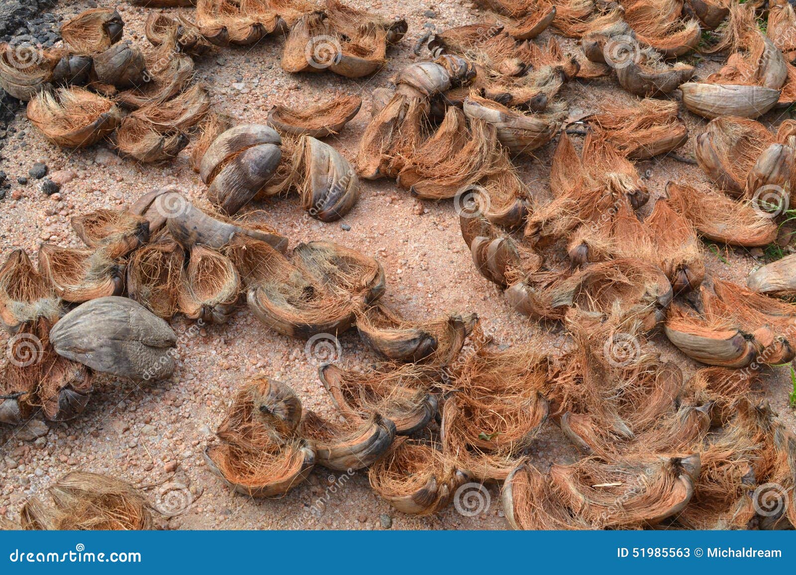 Coconut Husks on the Ground Stock Image - Image of garbage, hollow ...