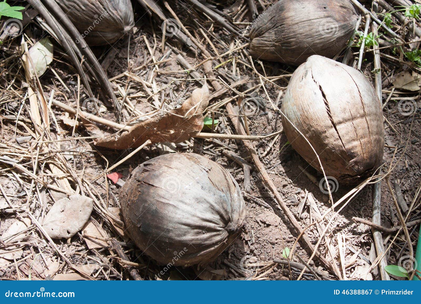 Coconut husks stock image. Image of ingredient, diet - 46388867