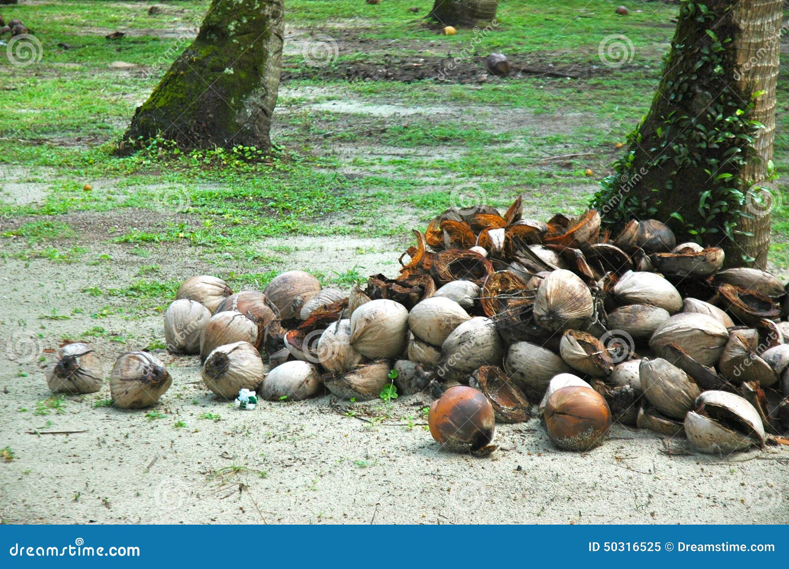 Coconut husks stock image. Image of backpacking, philippines - 50316525