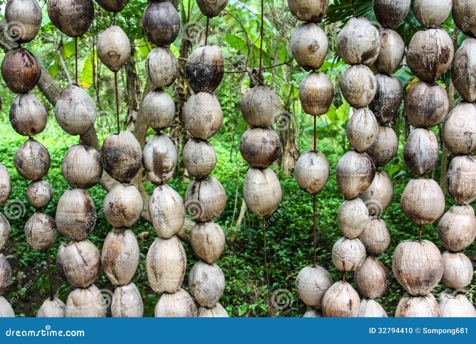 Coconut husks stock photo. Image of rural, agriculture - 32794410