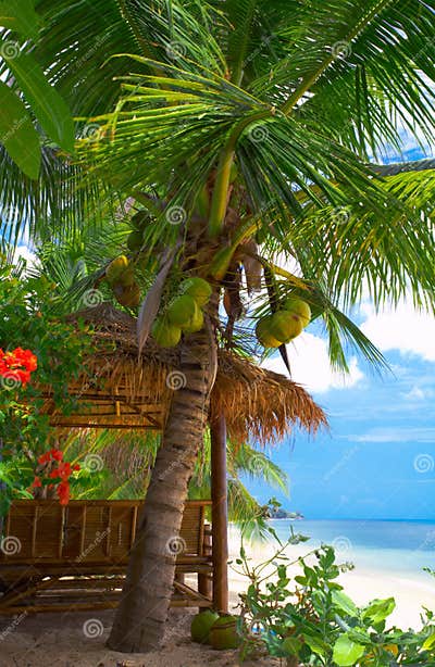 Coconut and hut stock photo. Image of equator, shack, crib - 2299946