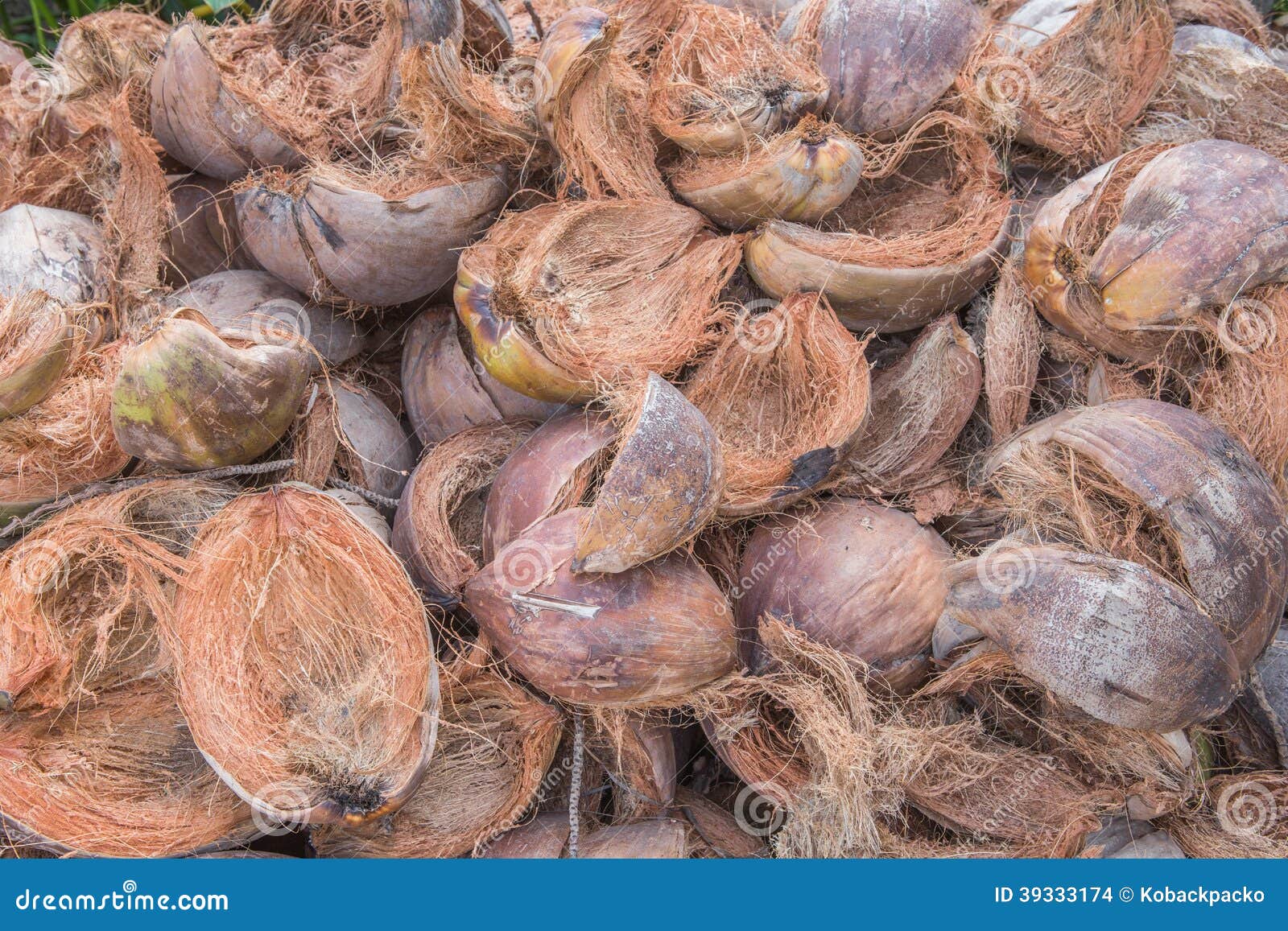 Coconut stock photo. Image of dirt, planting, woman, recycle - 39333174