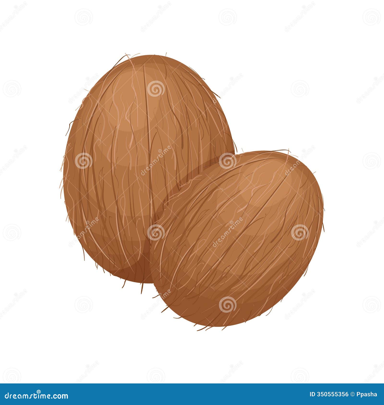 Coconut. the Image of Two Coconuts is a Side View. the Fruit of the ...