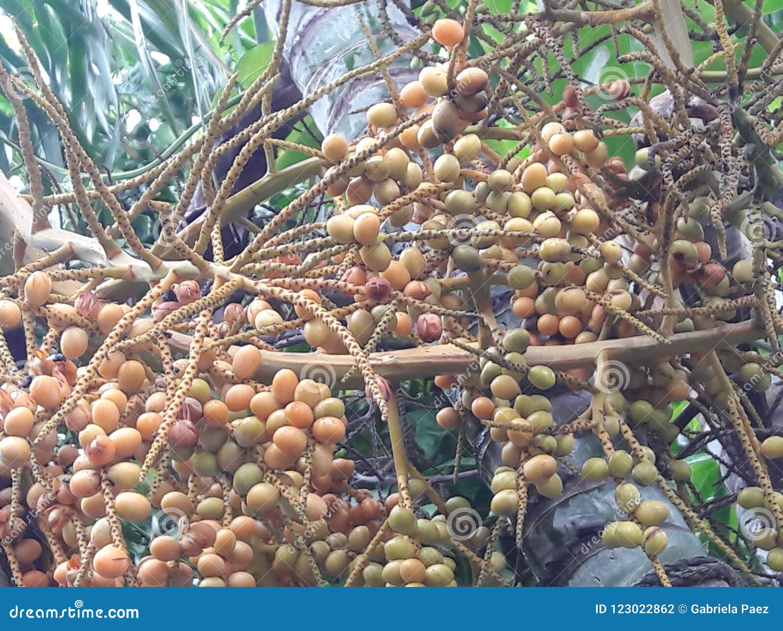 Coconut inflorescence stock photo. Image of nature, plant - 123022862