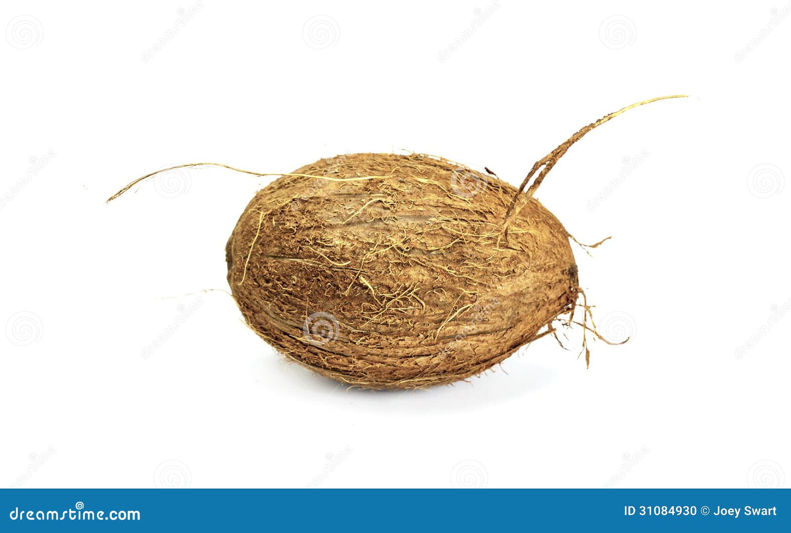 Coconut. stock photo. Image of fresh, life, nutrition - 31084930