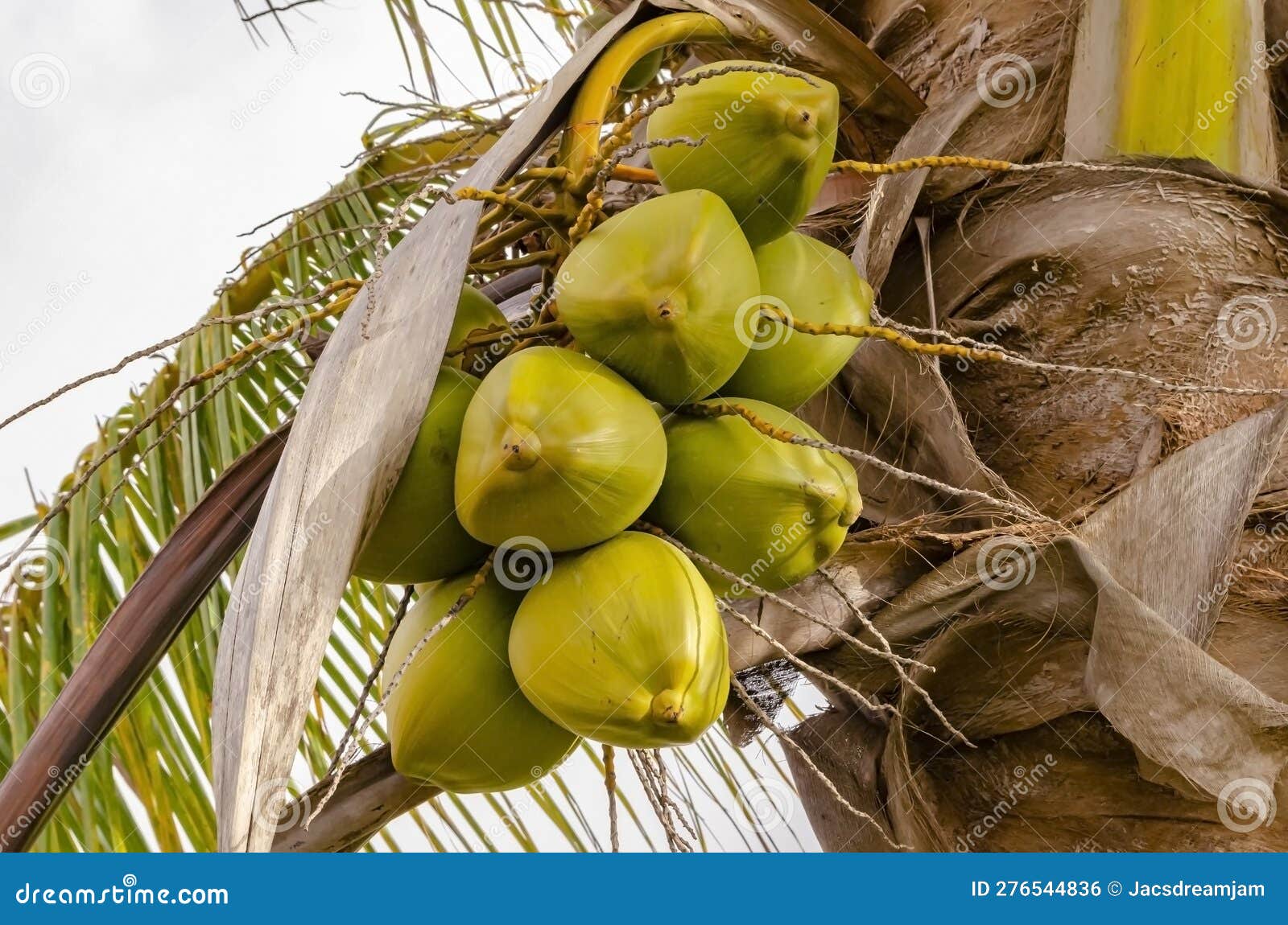 Coconut in Its Spathe on Tree Stock Photo - Image of fresh, farm: 276544836
