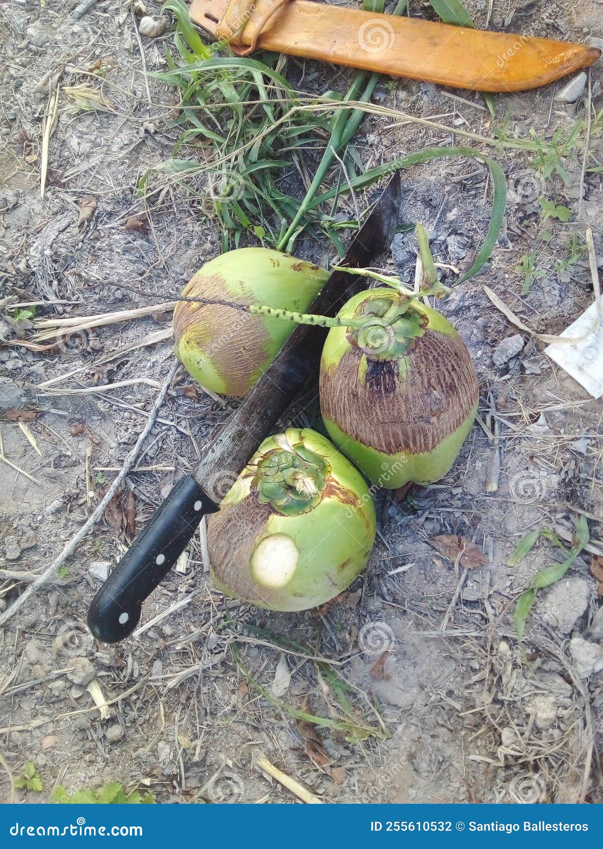 Coconut Just Cutted from Tree Stock Photo - Image of plant, nature ...