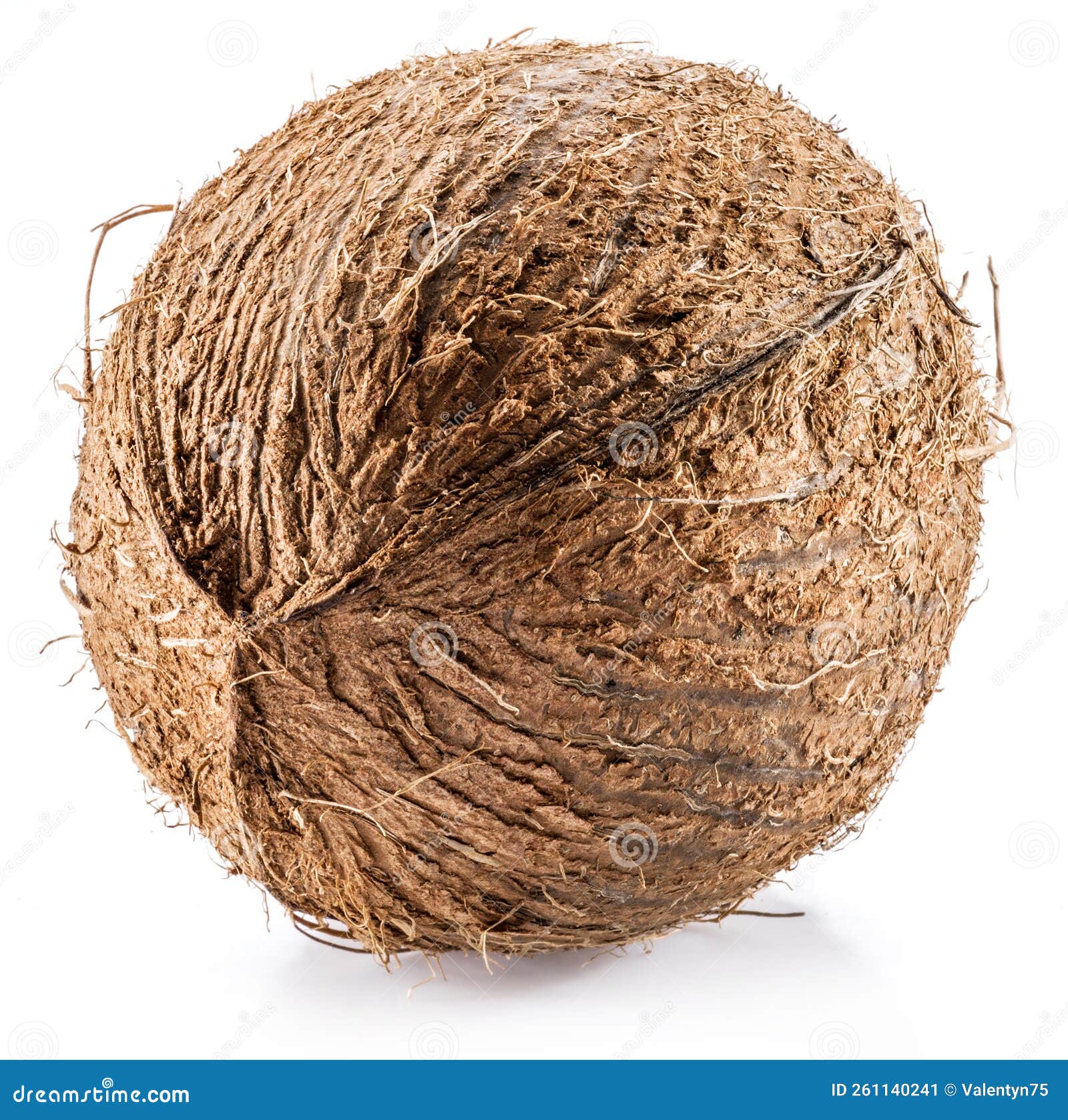 Coconut-The Large, Oval, Brown Seed Of A Tropical Palm, It Grows Inside ...