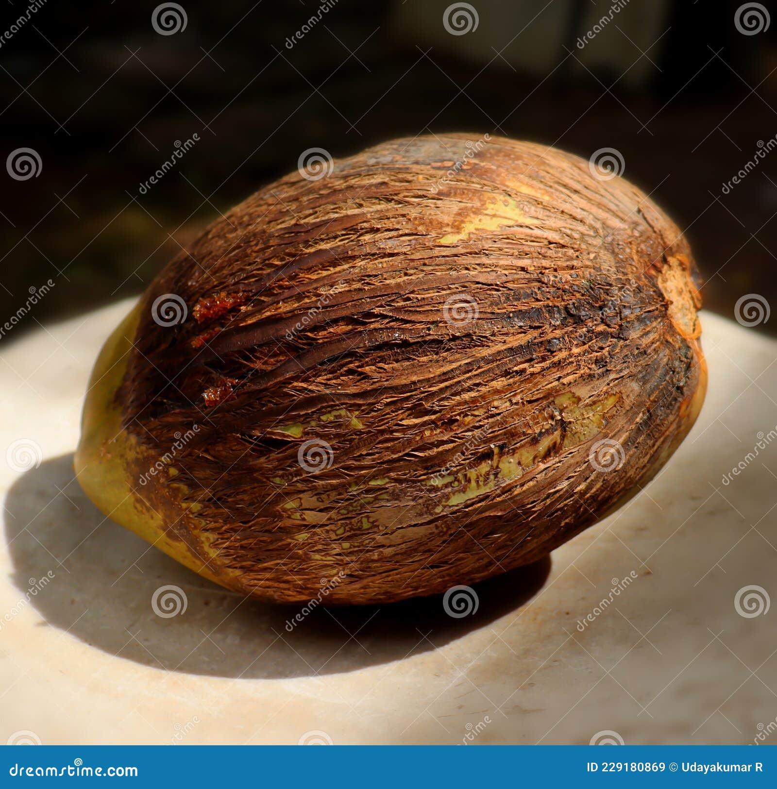 Coconut-the Large, Oval, Brown Seed of a Tropical Palm, it Grows Inside ...