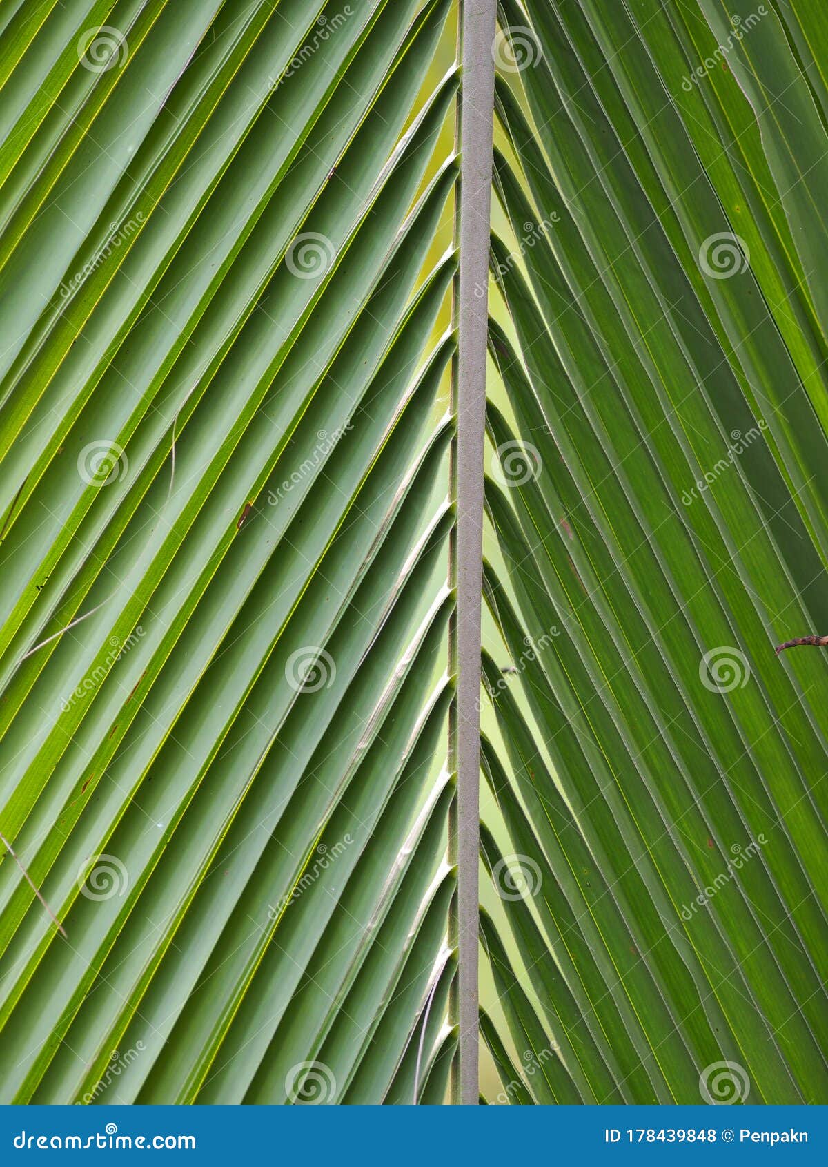 Coconut Leaf Abstract Pattern Line Green Nature Background Stock Photo ...