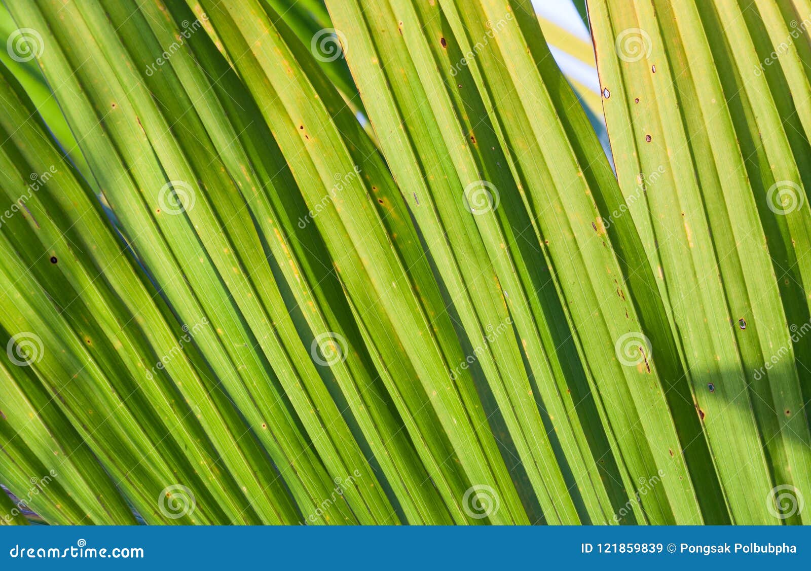 Coconut leaf background. stock image. Image of environment - 121859839