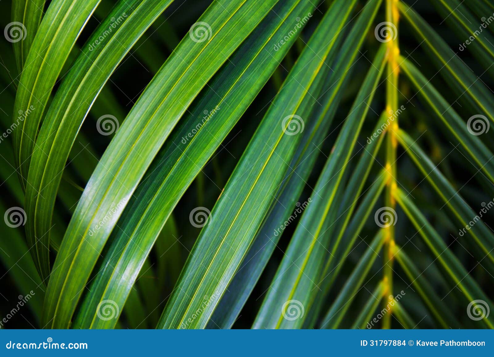 Coconut leaf background stock photo. Image of natural - 31797884